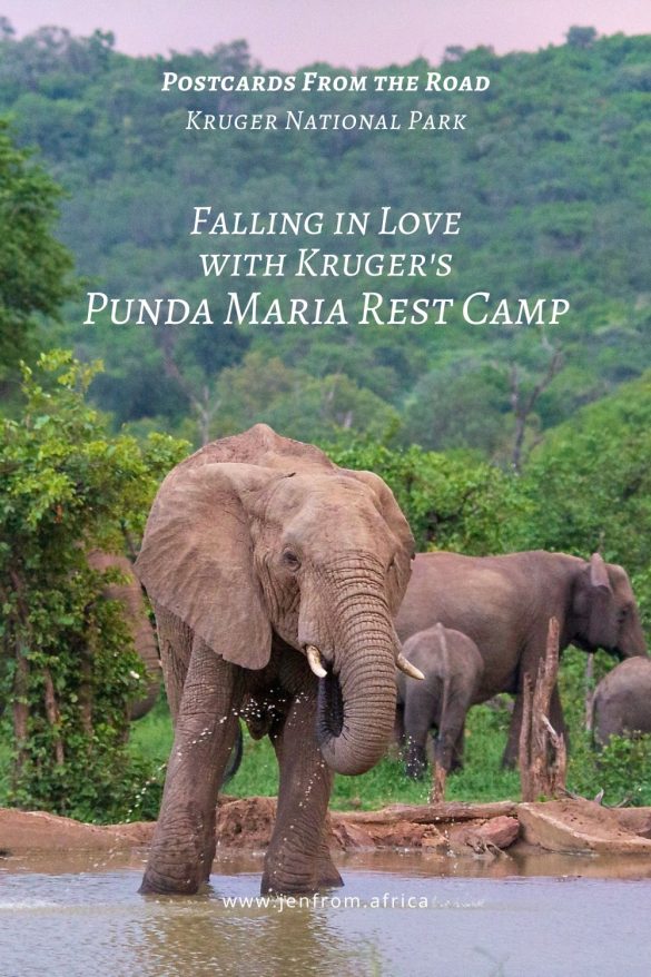 Falling in Love with Kruger's Punda Maria Rest Camp.